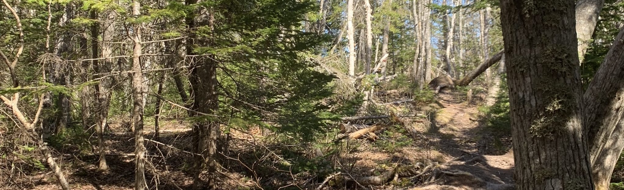 Beck Trail - Blue Loop: 48 Reviews, Map - Prince Edward Island, Canada ...