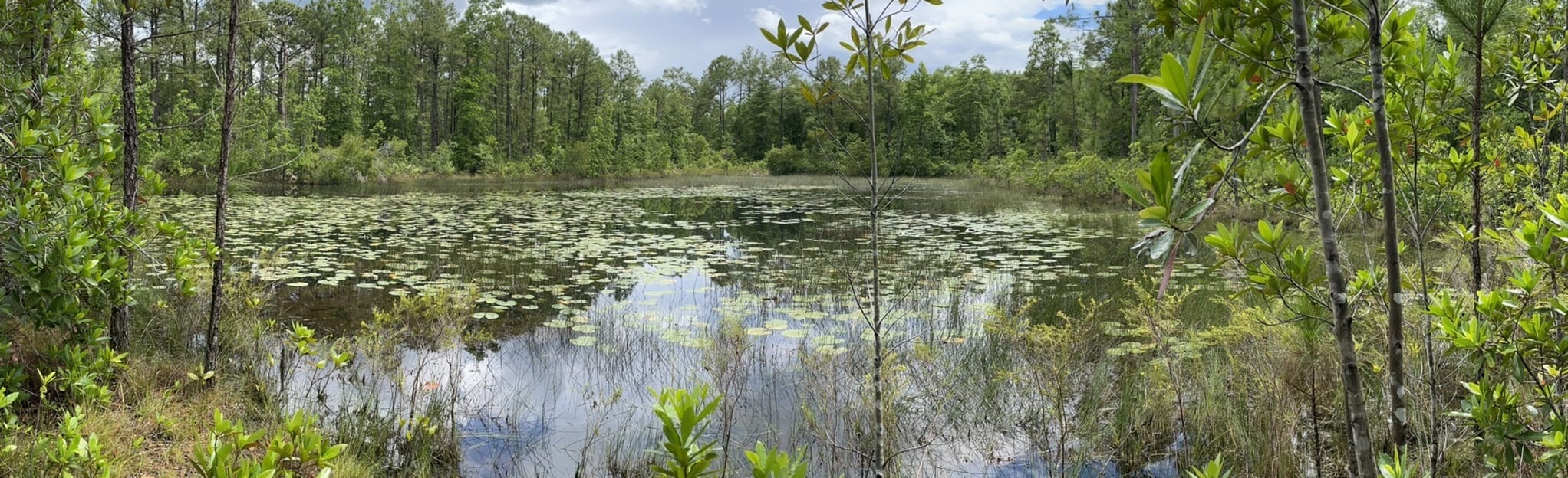 Florida Trail: Lockwood to Barr - Florida | AllTrails