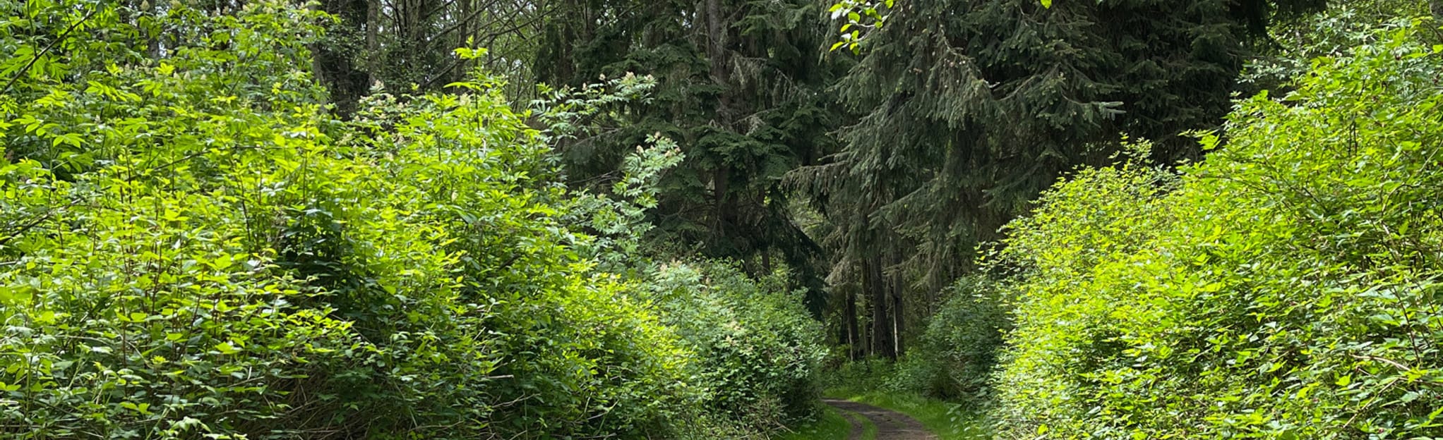 Trillium Community Forest Loop, Washington - 115 Reviews, Map | AllTrails