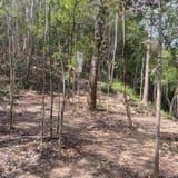 Bukit Panau, Kelantan, Malaysia - 25 Reviews, Map | AllTrails