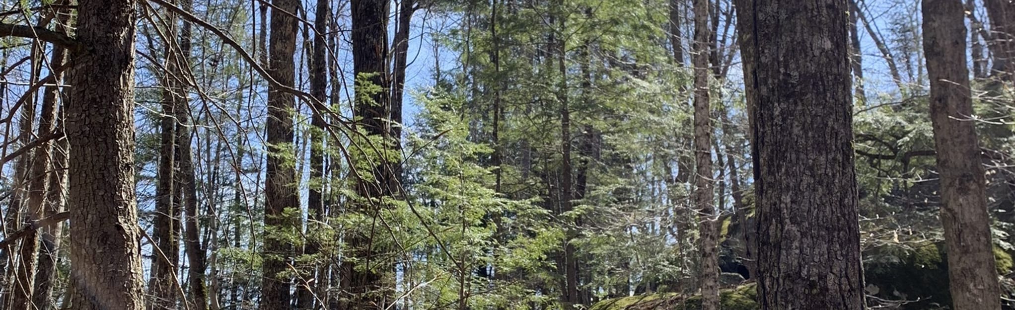 Sleepy Valley Trail: 9 Reviews, Map - Vermont | AllTrails