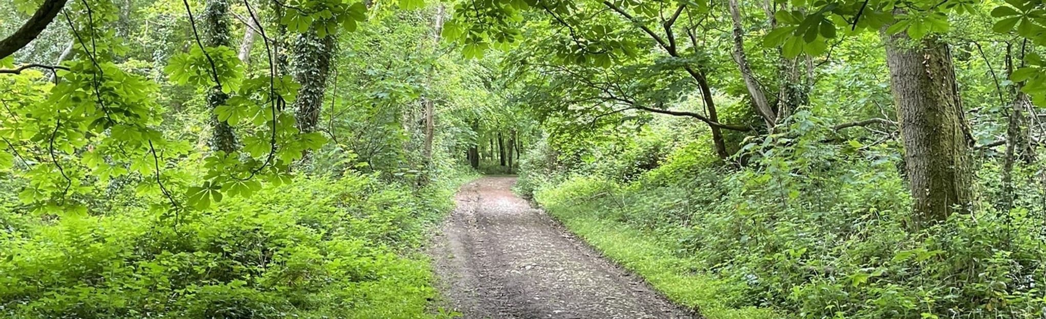 Lawrenny Wood Circular | Map, Guide - Pembrokeshire, Wales | AllTrails