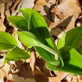 Monson Community Loop, New Hampshire - 265 Reviews, Map | AllTrails