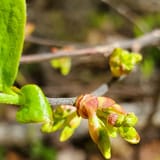 Monson Community Loop, New Hampshire - 265 Reviews, Map | AllTrails