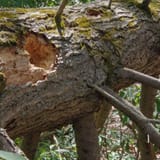 Monson Community Loop, New Hampshire - 265 Reviews, Map | AllTrails