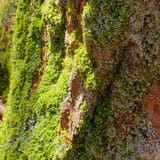 Monson Community Loop, New Hampshire - 265 Reviews, Map | AllTrails