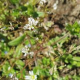 Monson Community Loop, New Hampshire - 268 Reviews, Map | AllTrails