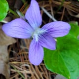 Monson Community Loop, New Hampshire - 268 Reviews, Map | AllTrails