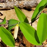 Monson Community Loop, New Hampshire - 265 Reviews, Map | AllTrails