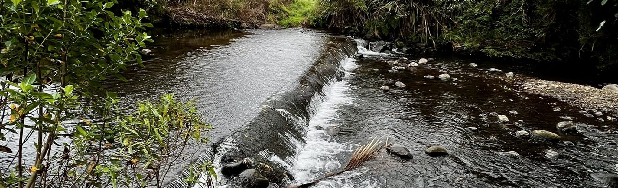 Pirongia Summit via Bell Track, Waikato, New Zealand - 9 Reviews, Map ...