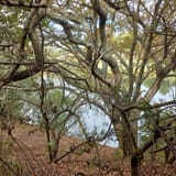 Majik Forest via Amandel Dam, Western Cape, South Africa - 24 Reviews ...