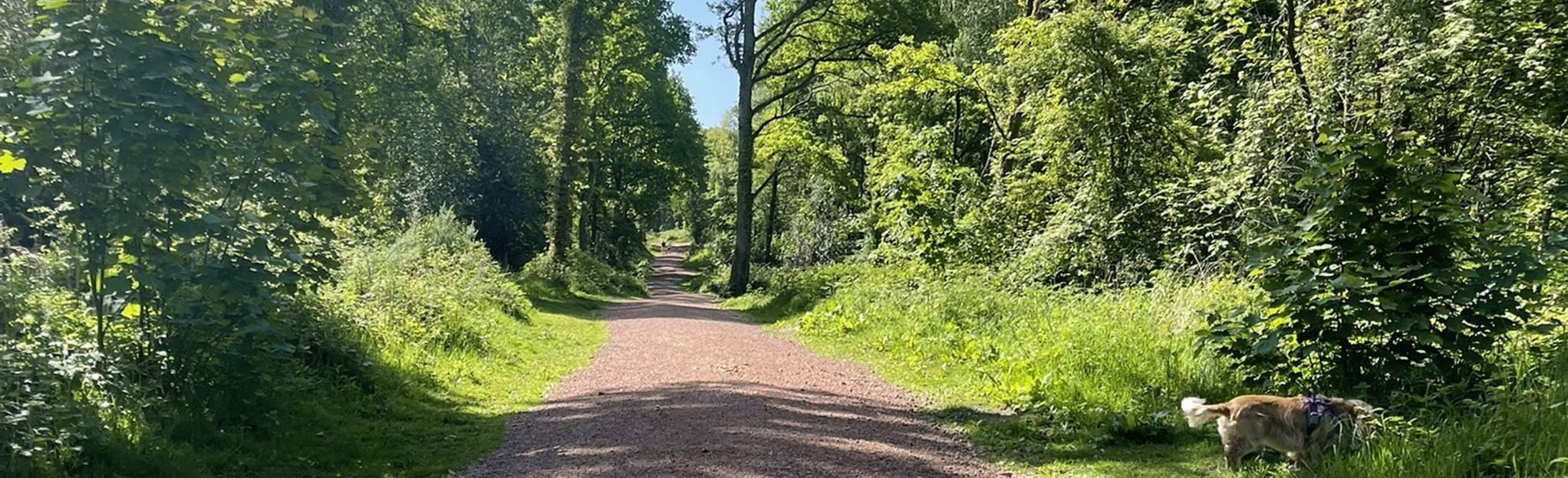 Kinver Edge Circular: 254 Reviews, Map - Staffordshire, England | AllTrails