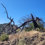 Newhall Pass: Weldon Canyon Trail, California - 236 Reviews, Map ...