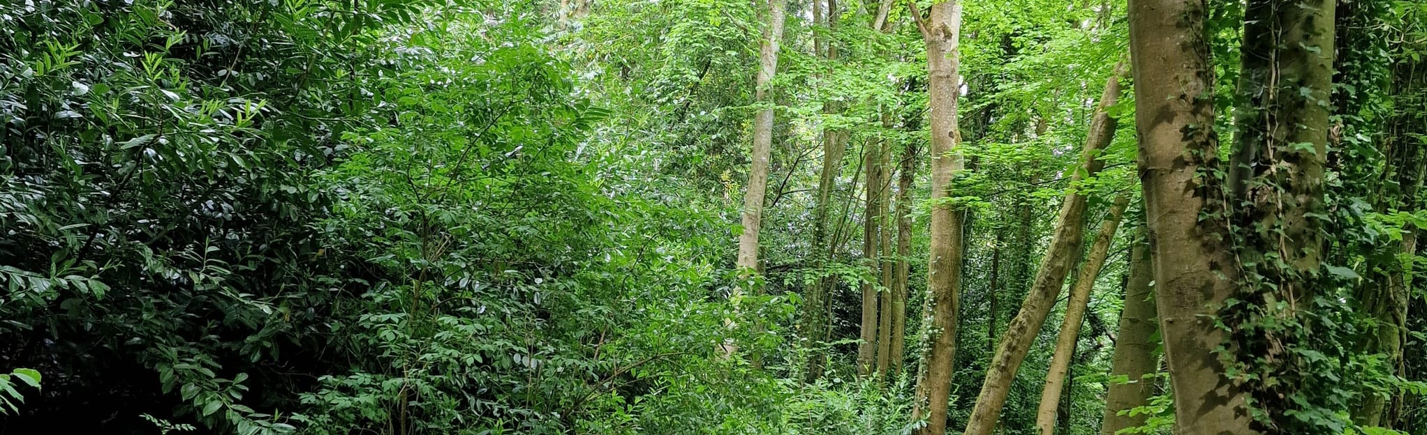 Marlfield Forest, County Tipperary, Ireland - 12 Reviews, Map | AllTrails