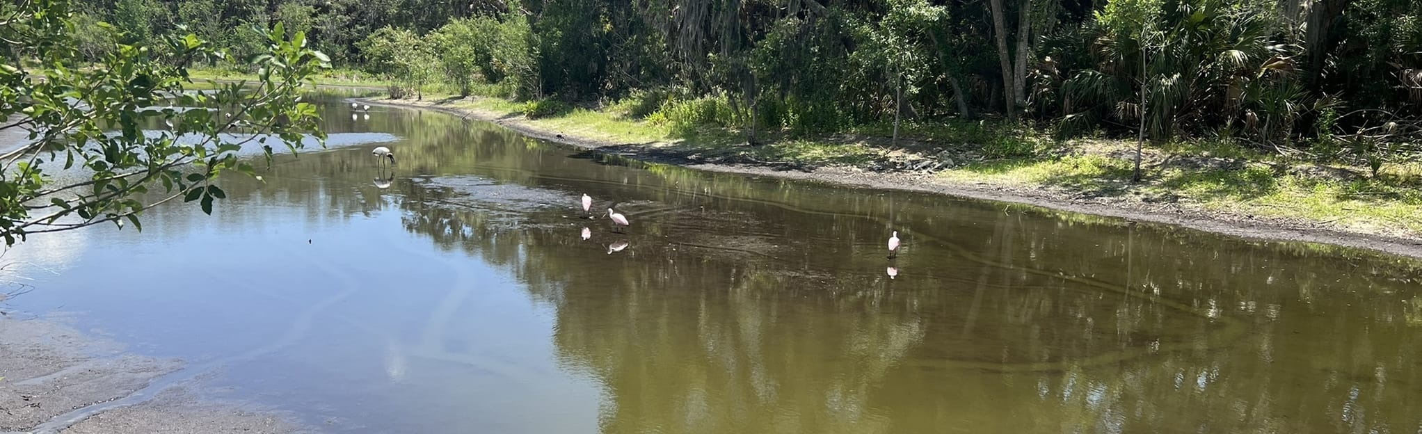 Red Bug Slough Trail : 332 Photos - Floride | Randonnée | AllTrails
