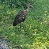 Largo Nature Preserve Loop, Florida - 392 Reviews, Map | AllTrails