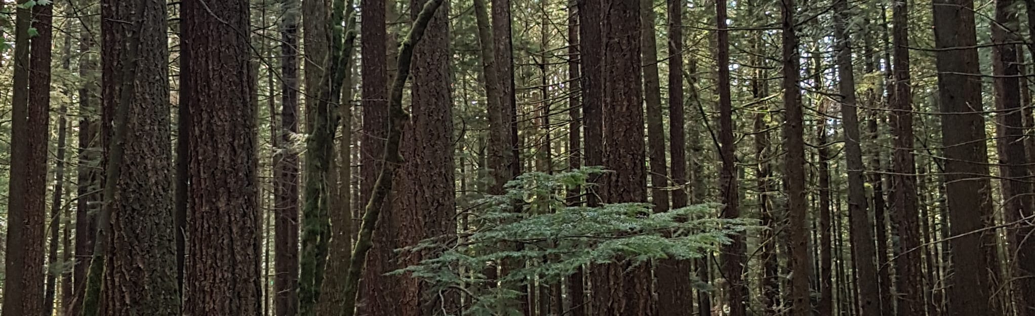 Wonderland and White Rabbit Loop, British Columbia, Canada - 15 Reviews ...