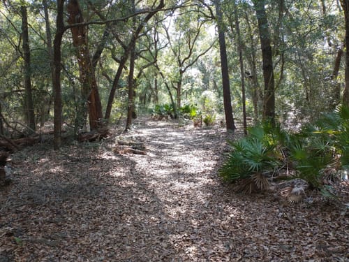 Best Hikes and Trails in Camp Bayou Nature Preserve | AllTrails