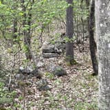 Douglas Forest Wallis Pond Loop Trail, Massachusetts - 688 Reviews, Map ...