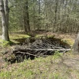 Douglas Forest Wallis Pond Loop Trail, Massachusetts - 688 Reviews, Map ...