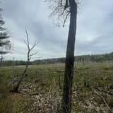 Douglas Forest Wallis Pond Loop Trail, Massachusetts - 688 Reviews, Map ...