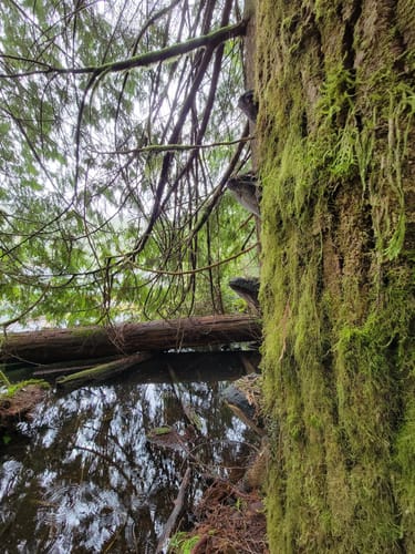 Best Hikes and Trails in Cat Lake Recreation Site | AllTrails