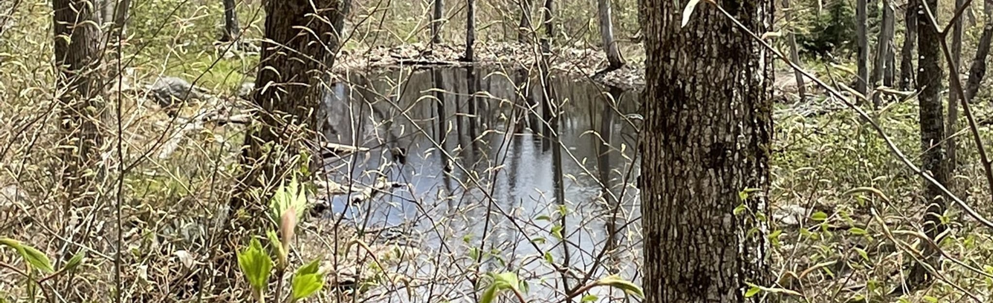 North Pond, Blackburnian, Old Florida, Busby, and Lost Pond Trail Loop ...