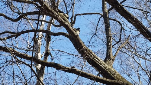 2023 Best trails in Thickson's Woods Nature Reserve | AllTrails