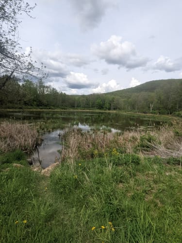 Best Hikes and Trails in Lindsay-Parsons Biodiversity Preserve | AllTrails