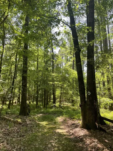 Best Hikes and Trails in Hamilton Branch State Park | AllTrails