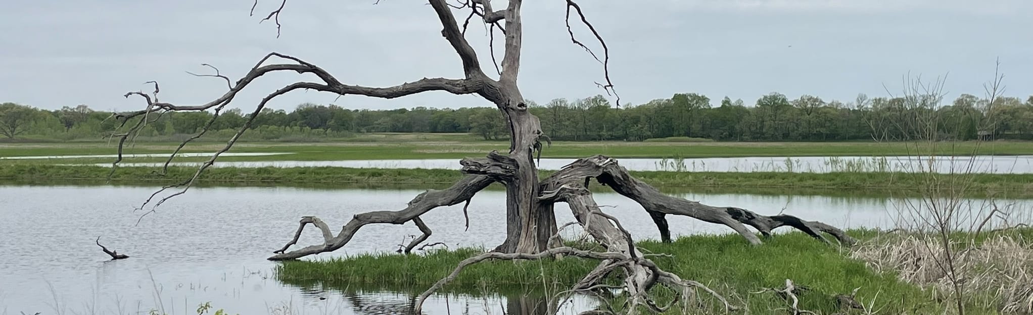 Dianne Nora Nature Trail, Illinois - 67 Reviews, Map | AllTrails