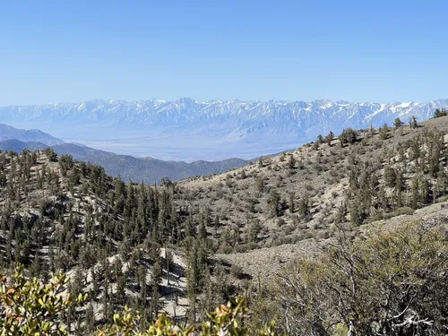 10 Best Hikes and Trails in Inyo National Forest | AllTrails