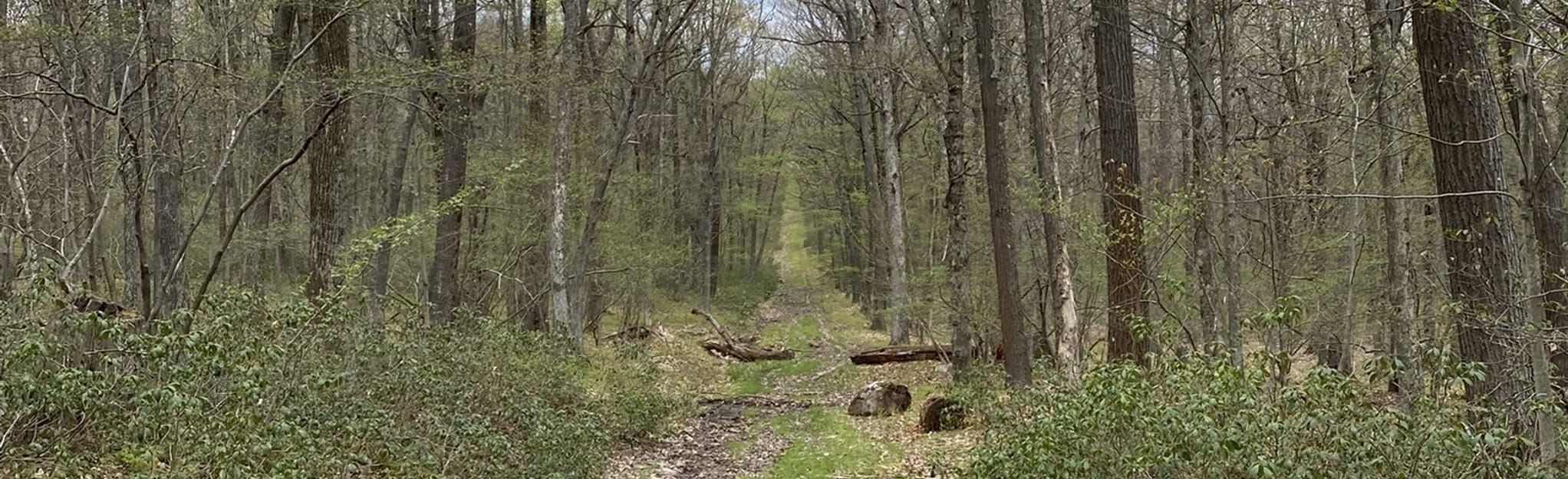 Rockton Mountain, Pennsylvania - 42 Reviews, Map | AllTrails