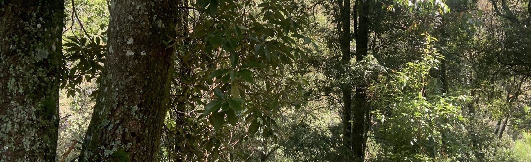 Jayagiri Forest Park, West Java, Indonesia - 14 Reviews, Map | AllTrails