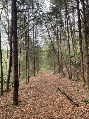 Best 10 Hiking Trails in Cranberry Wilderness | AllTrails