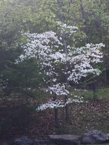 Best Hikes and Trails in Lehman Township Community Park | AllTrails