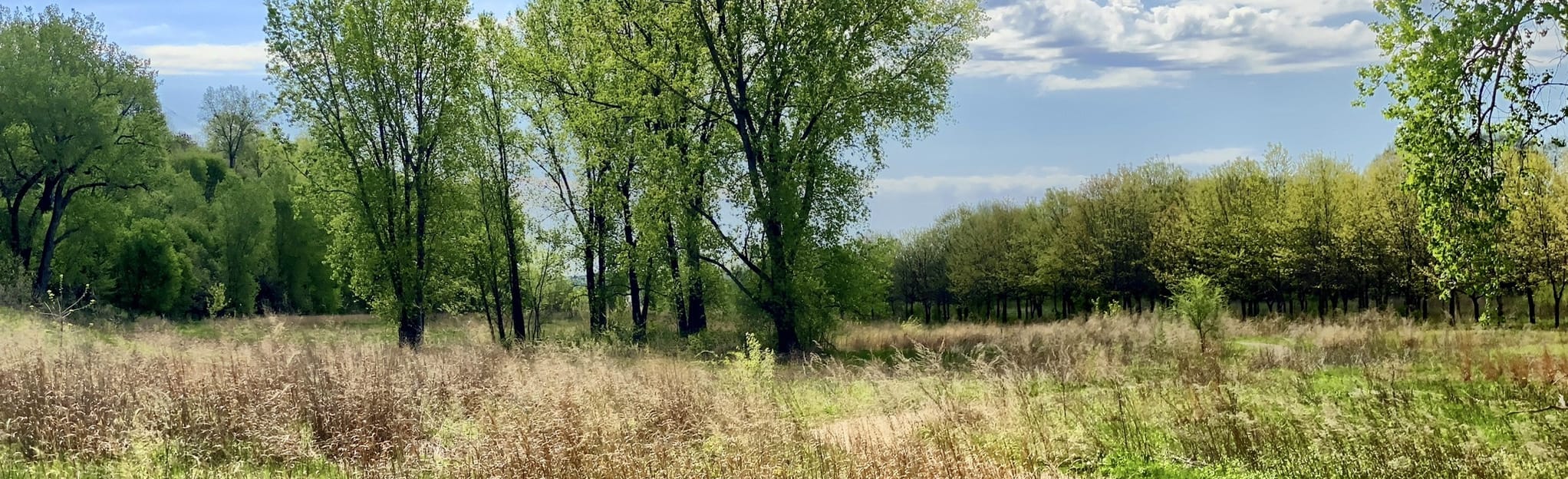 Bruce Vento Nature Sanctuary Trail, Minnesota - 48 Reviews, Map | AllTrails