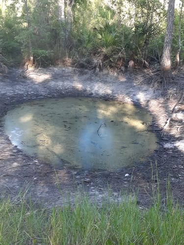 Best Hikes and Trails in Green Swamp Wilderness Preserve | AllTrails