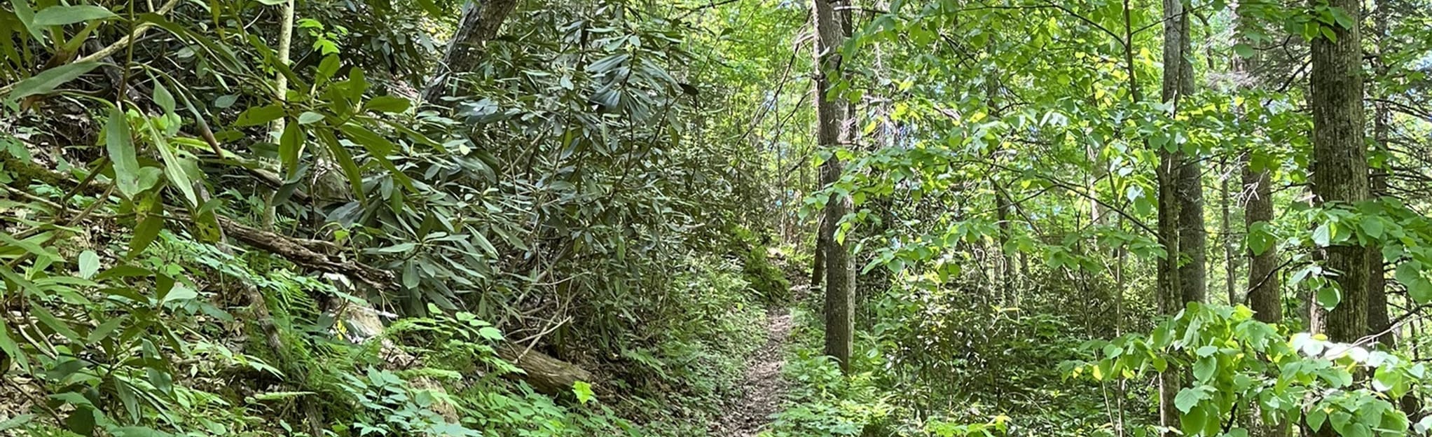 Old #1 (Tom's Trail): 15 Reviews, Map - Tennessee | AllTrails