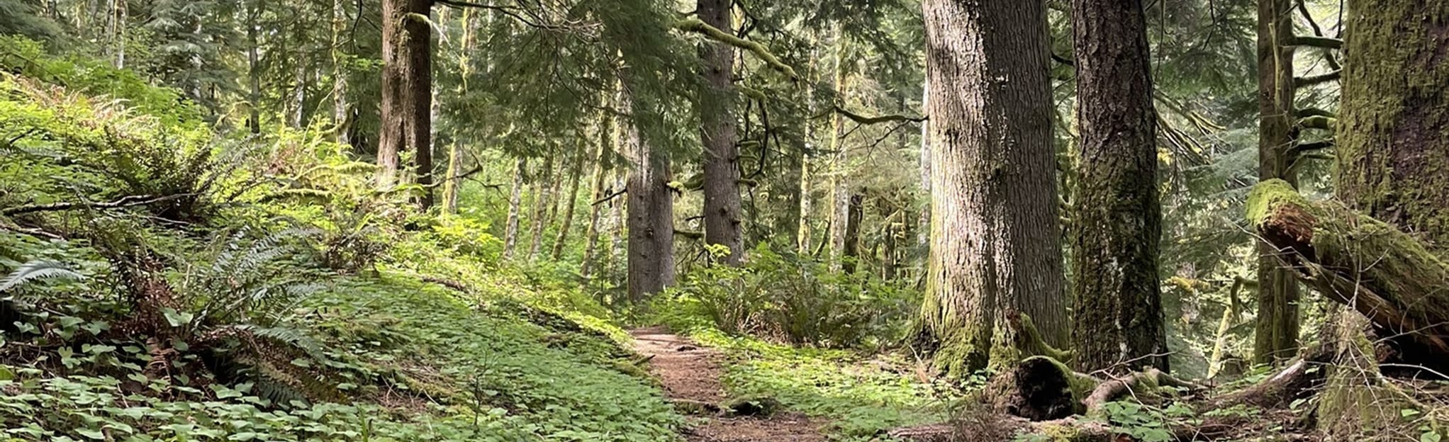 Oregon Coast Trail via Cascade Trailhead: 168 Reviews, Map - Oregon ...
