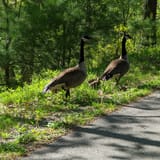 Windham Rail Trail, New Hampshire - 745 Reviews, Map | AllTrails
