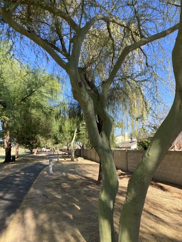 Best Hikes and Trails in Pima Park | AllTrails