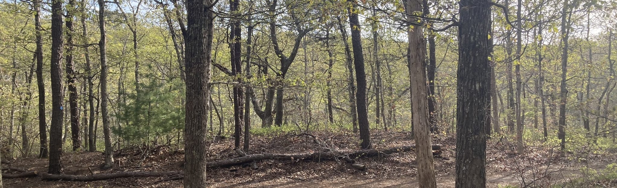 Brightwood Park Red and Blue Trail Loop, Massachusetts - 8 Reviews, Map ...