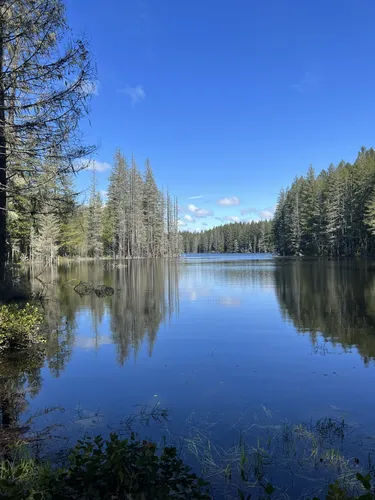 10 Best Off Road Driving Trails in Tahuya State Forest | AllTrails