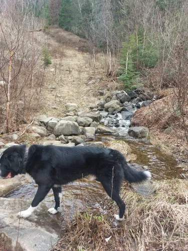 2023 Best Wild Flowers Trails in Greenstone | AllTrails