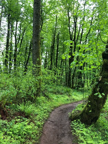 Best Easy Trails in McDonald Research Forest | AllTrails