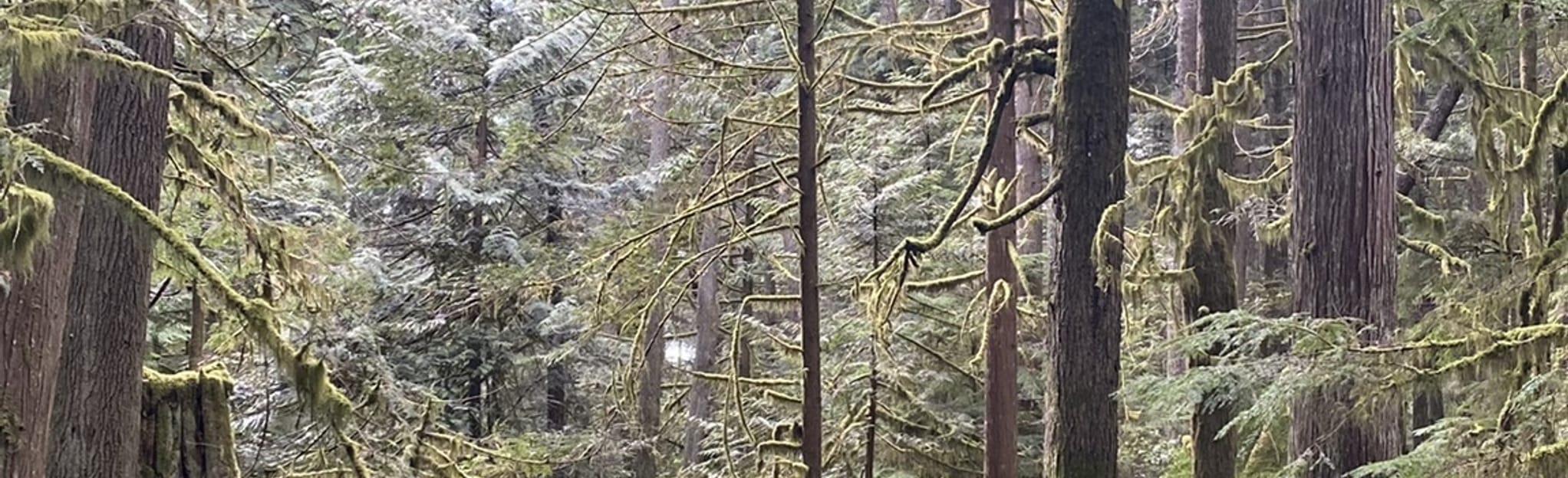 Sechelt Heritage Forest Loop, British Columbia, Canada - 32 Reviews ...