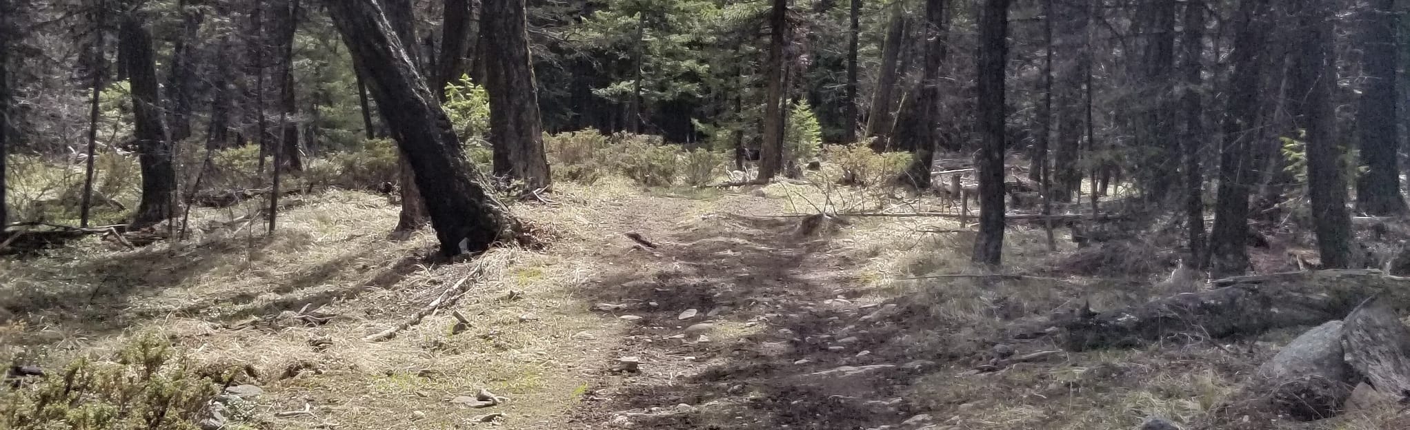 Little Pond via Peat Bog Loop: 9 Photos - British Columbia, Canada ...