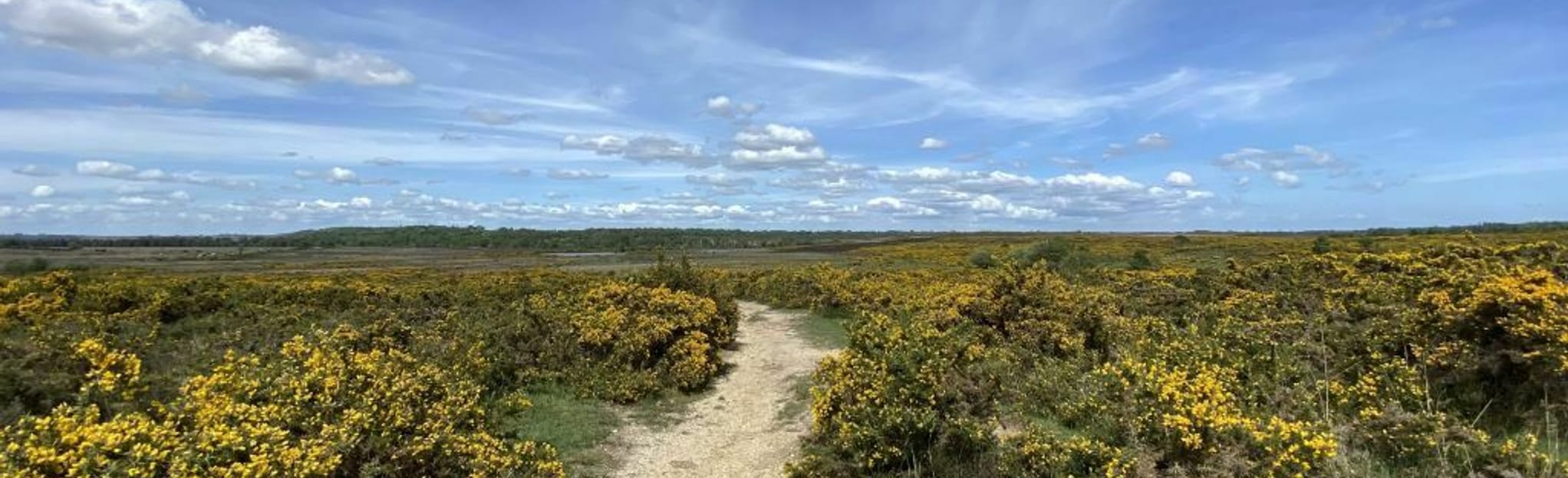 Hightown, Burley Street and Bransgore Circular, Hampshire, England - 18 ...