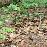 Cumberland State Forest Multiuse Trail, Virginia - 40 Reviews, Map ...